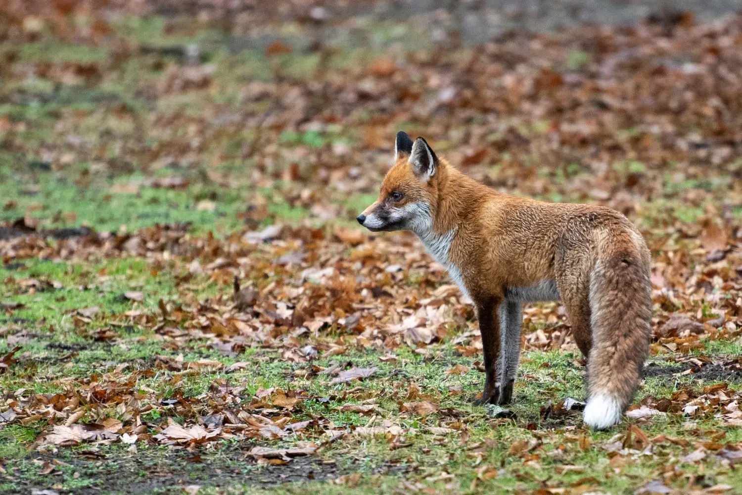 Wildtiere in Cottbus: Fuchs am Hauptbahnhof unterwegs – darum treibt es ...