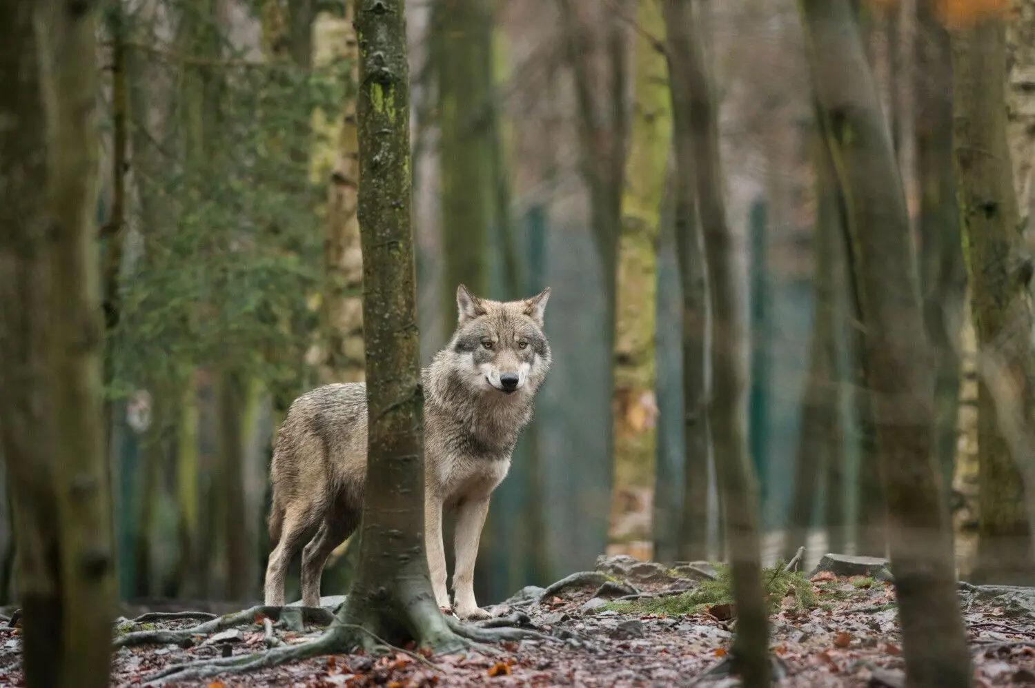 Wölfe in Brandenburg: Wolfsbestand in Spree-Neiße – so viele gibt es ...