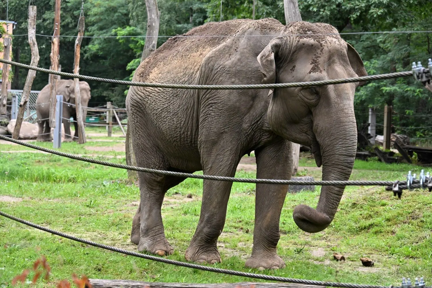 Elefanten im Tierpark Cottbus: Werden Sundali und Don Chung aus Leipzig ...