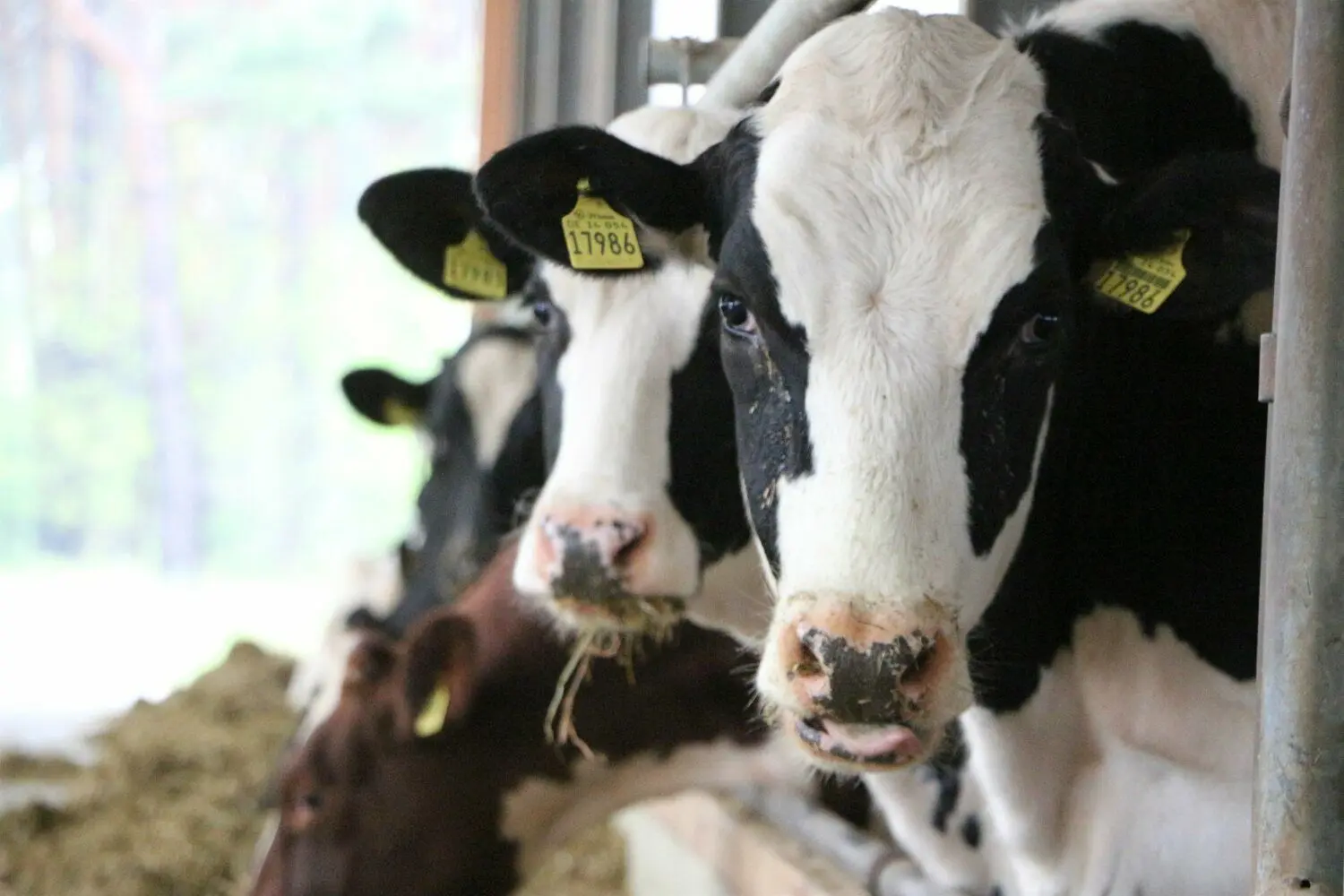 Landwirtschaft in Sachsen: Wittichenauer Landwirte hieven ...