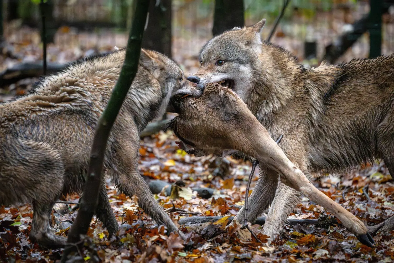 Wölfe in Brandenburg: Gehört der Wolf in der Lausitz längst vor die ...